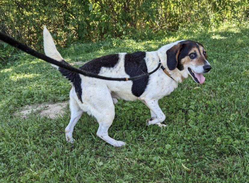 Dog for Adoption - Rusty, a Basset Hound in Farmersville, OH | Alpha Paw
