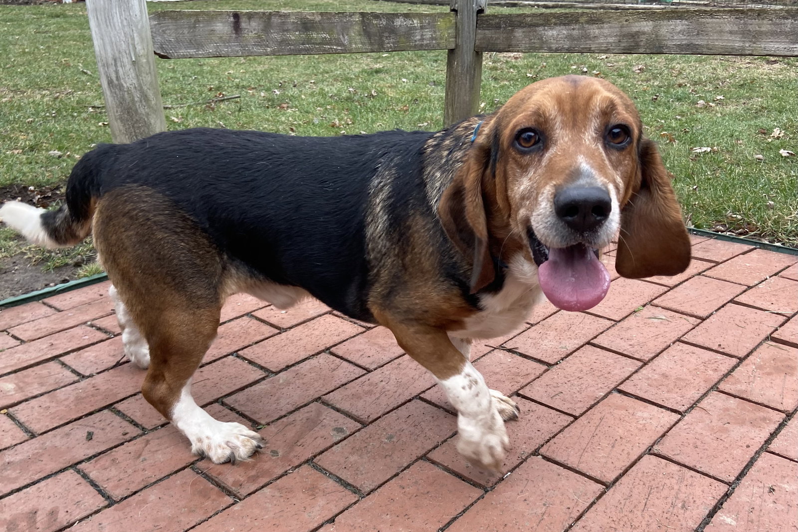 Dog for Adoption - Buddy (12-22), a Basset Hound in Huber Heights, OH ...