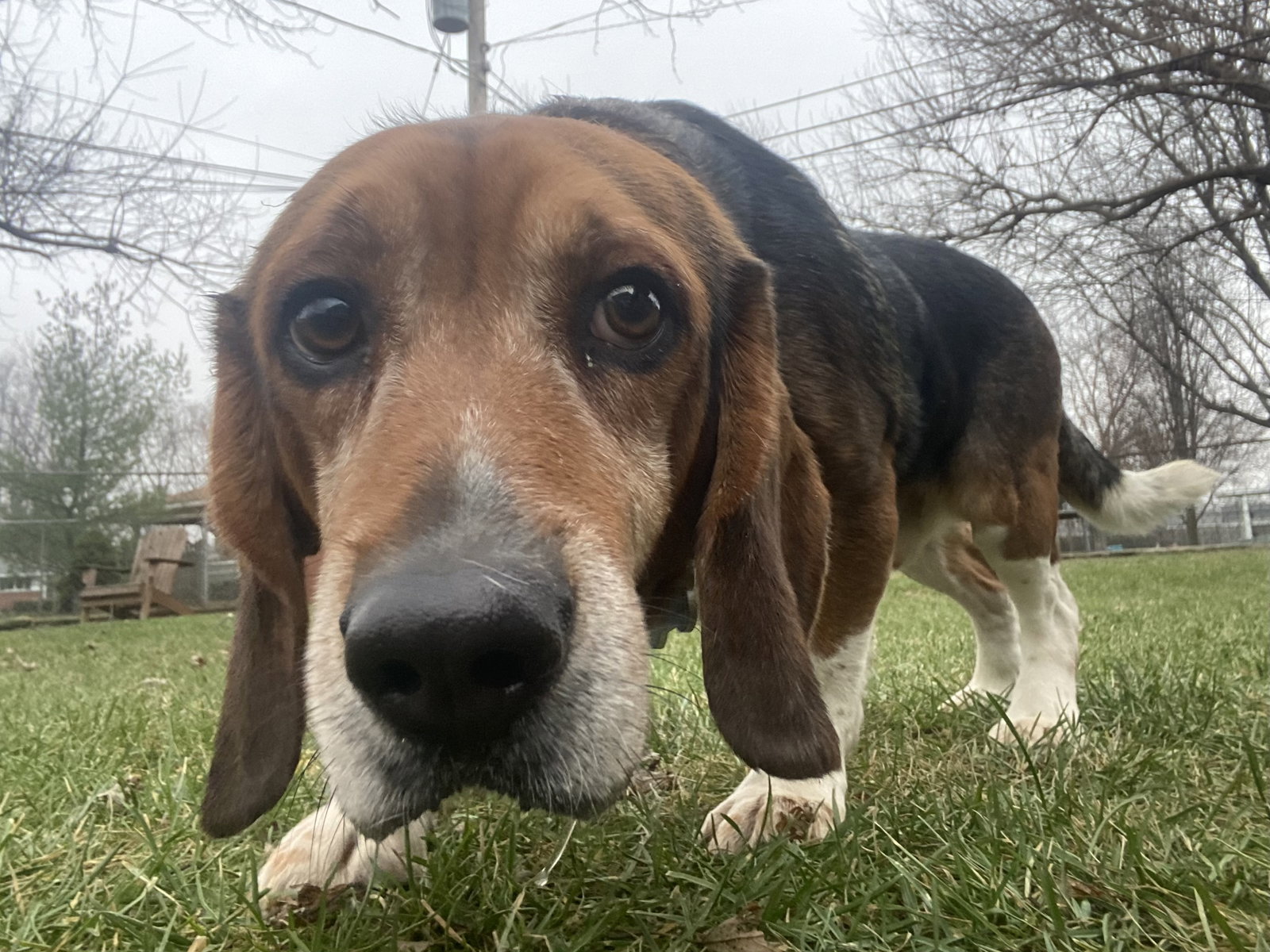 Dog for Adoption - Buddy (12-22), a Basset Hound in Huber Heights, OH ...