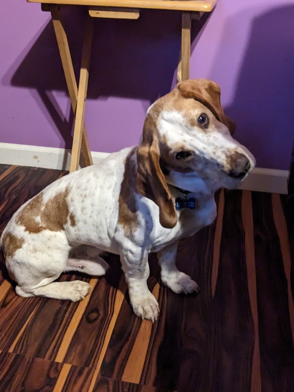 Dog for Adoption - Murphy, a Basset Hound in Clinton County, OH | Alpha Paw