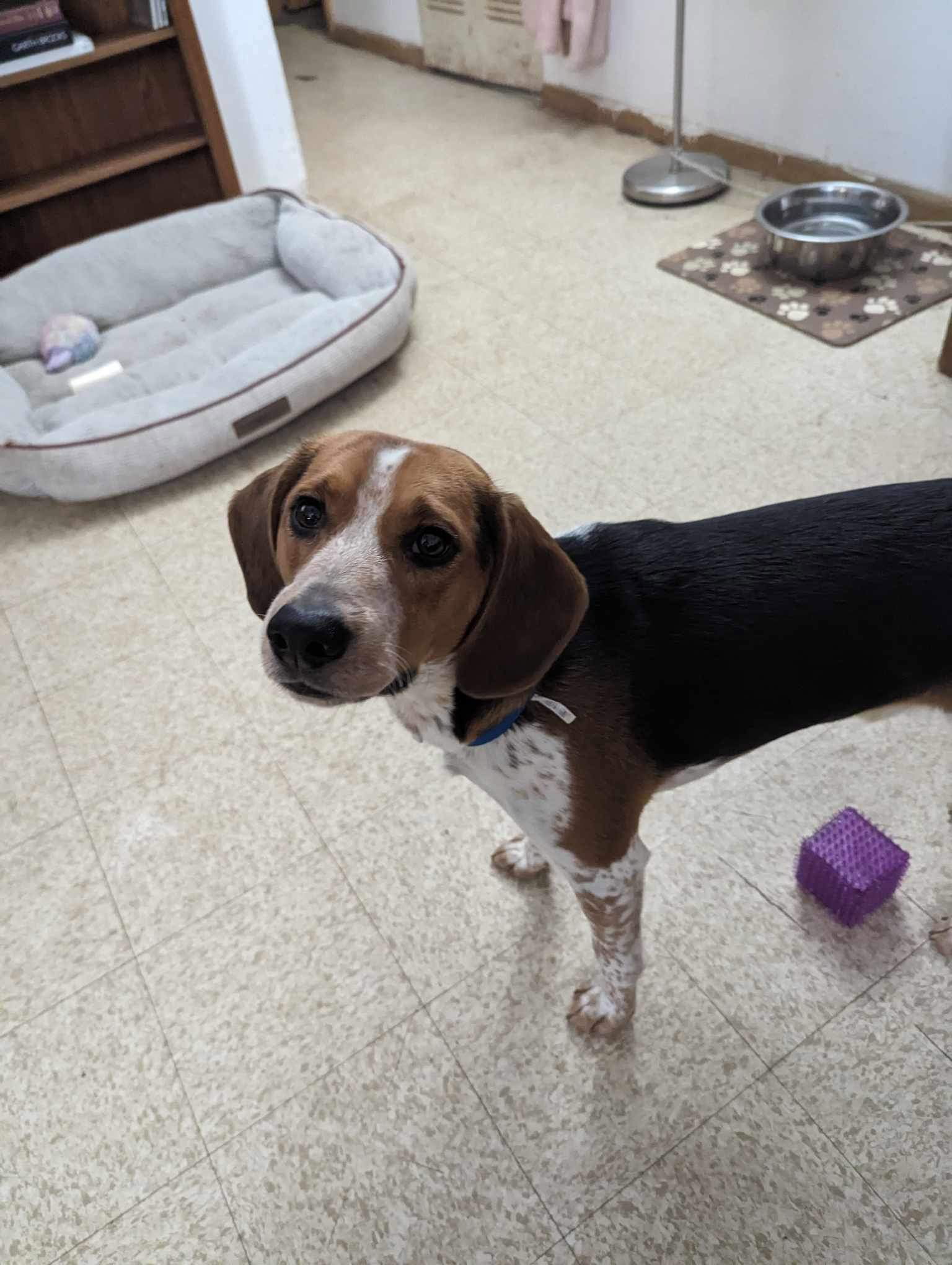 Dog for Adoption - Bubba Dan, a Beagle in Union County, IN | Alpha Paw
