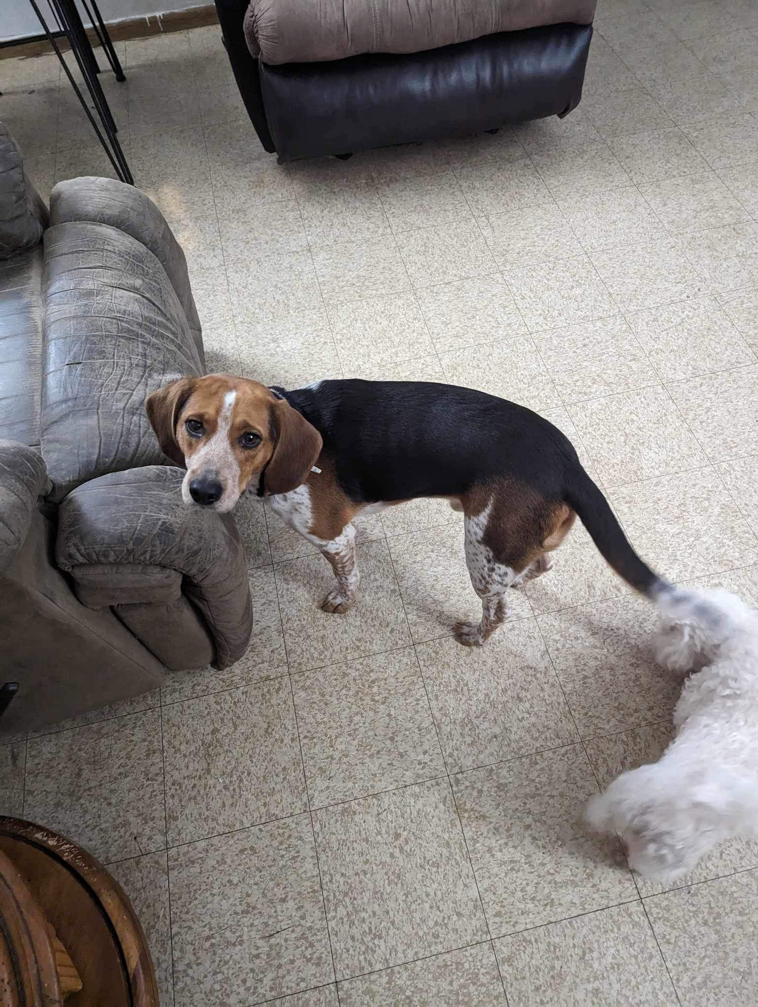 Dog for Adoption - Bubba Dan, a Beagle in Union County, IN | Alpha Paw