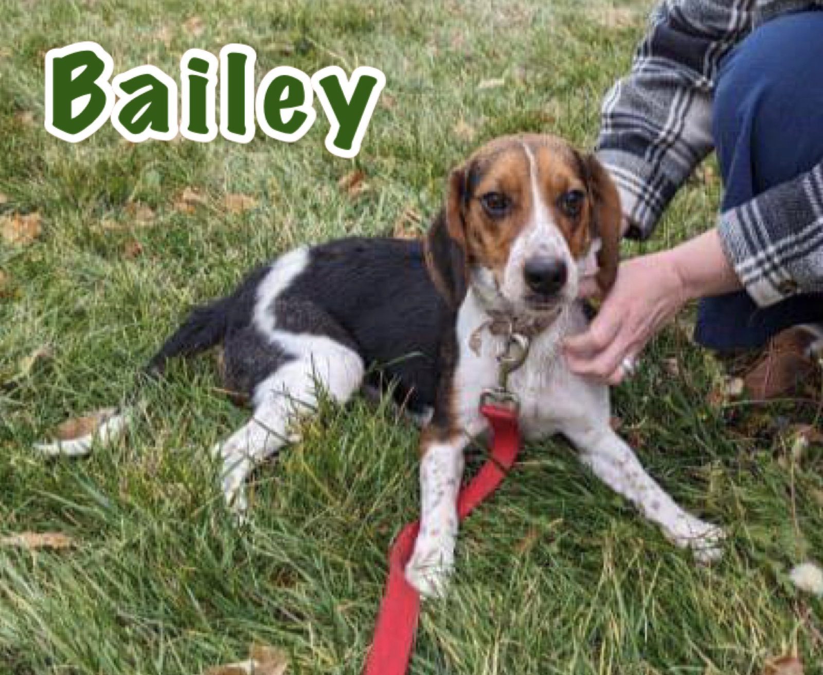 Dog for Adoption - Bailey Beagle, a Beagle in Cincinnati, OH | Alpha Paw