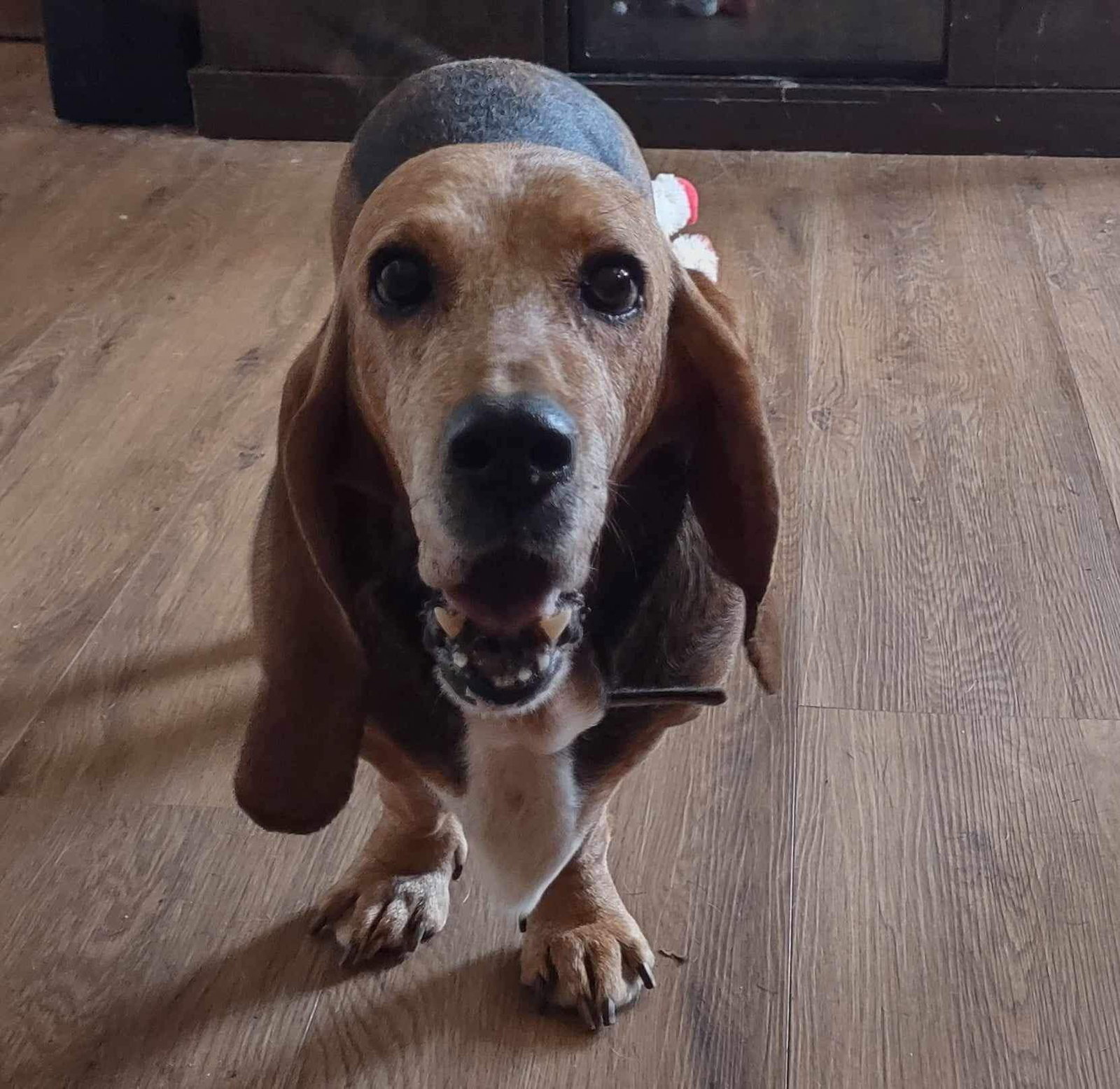 Dog for Adoption - Gertie, a Basset Hound in Springdale, OH | Alpha Paw