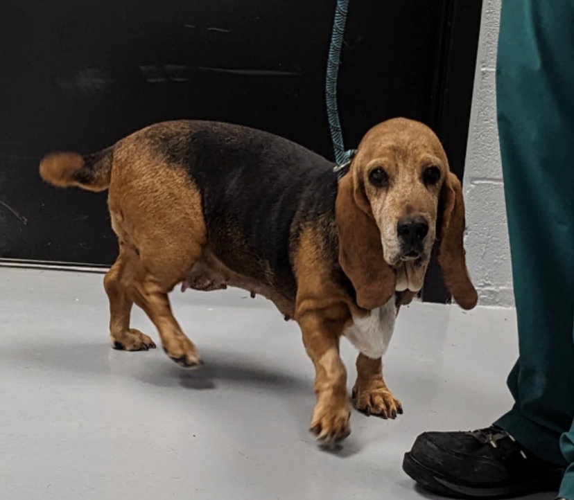 Dog for Adoption - Gertie, a Basset Hound in Springdale, OH | Alpha Paw