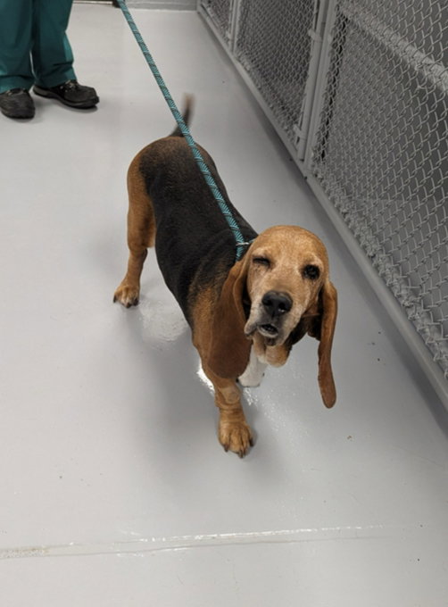 Dog for Adoption - Gertie, a Basset Hound in Springdale, OH | Alpha Paw
