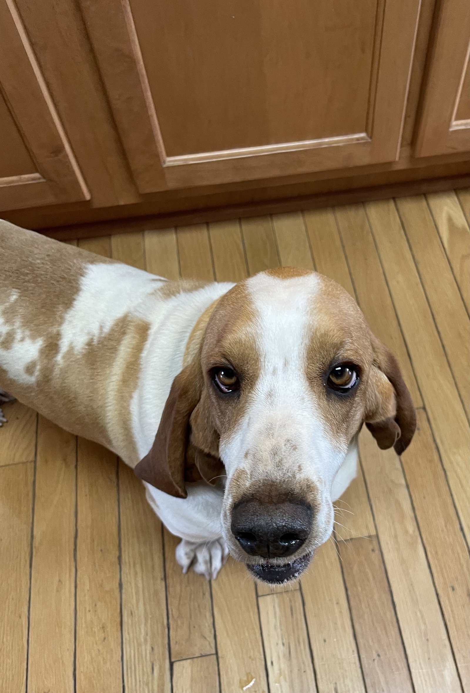Dog for Adoption - Maggie, a Basset Hound in Ross, OH | Alpha Paw