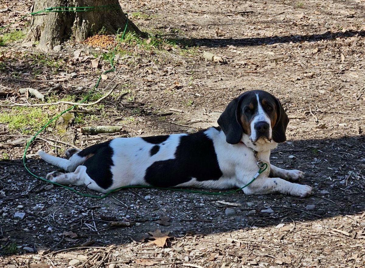Dog for Adoption - Asher, a Basset Hound in Mason, OH | Alpha Paw