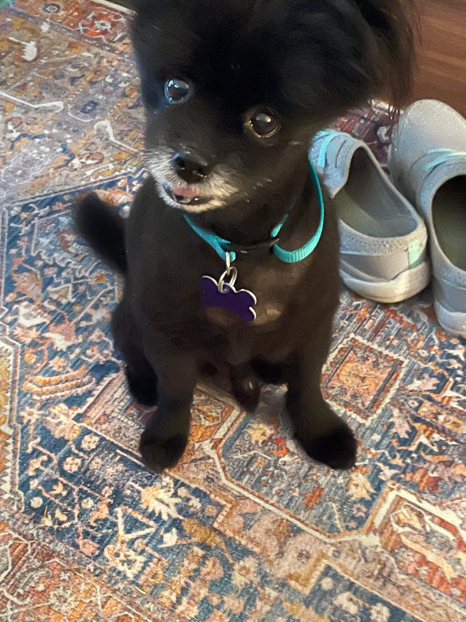 Dog for Adoption - Smutt mutt, a Pomeranian in Lucedale, MS | Alpha Paw