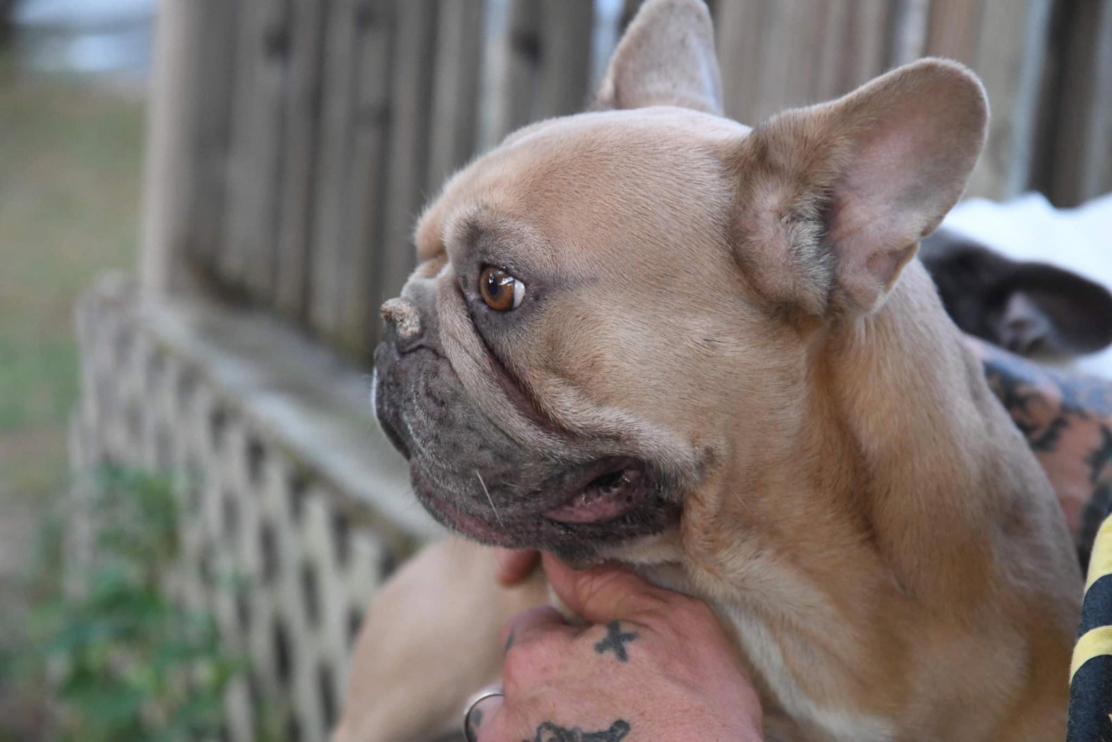 Dog for Adoption - Noah Cyrus, a French Bulldog in Gautier, MS | Alpha Paw