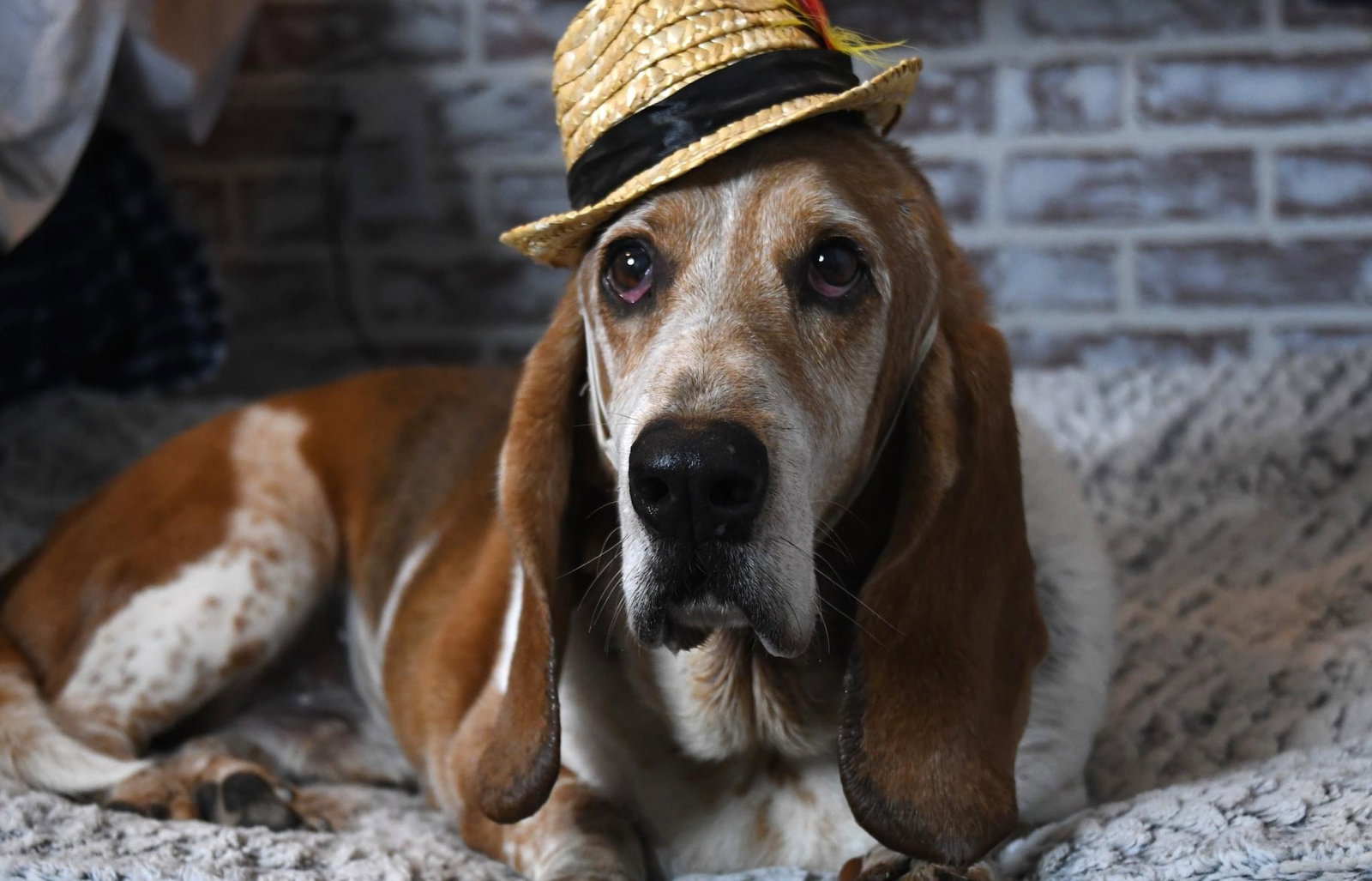 Dog for Adoption - Opie, a Basset Hound in Saucier, MS | Alpha Paw