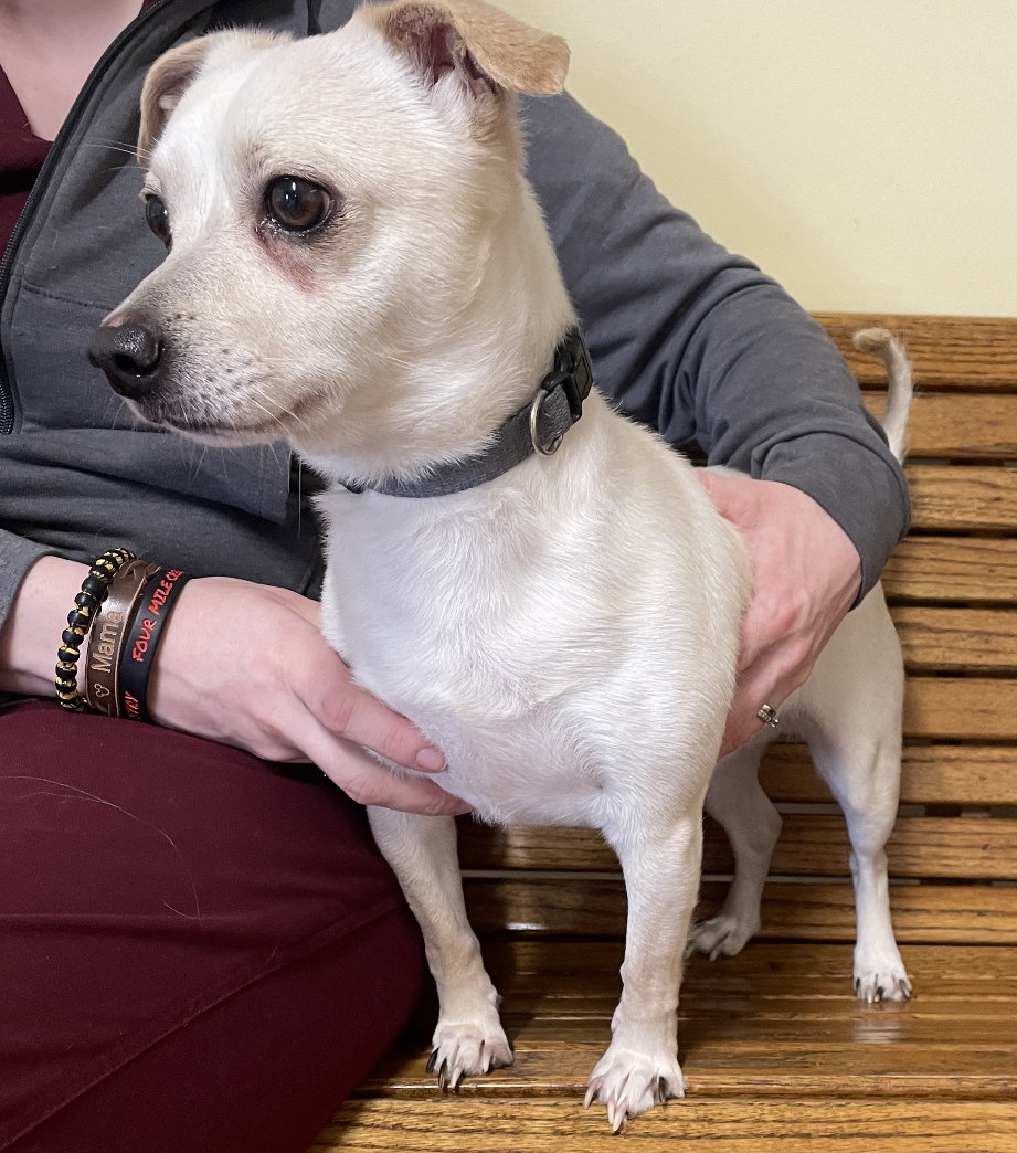 Dog for Adoption - Ollie aka Oliver, a Terrier in Gulfport, MS | Alpha Paw