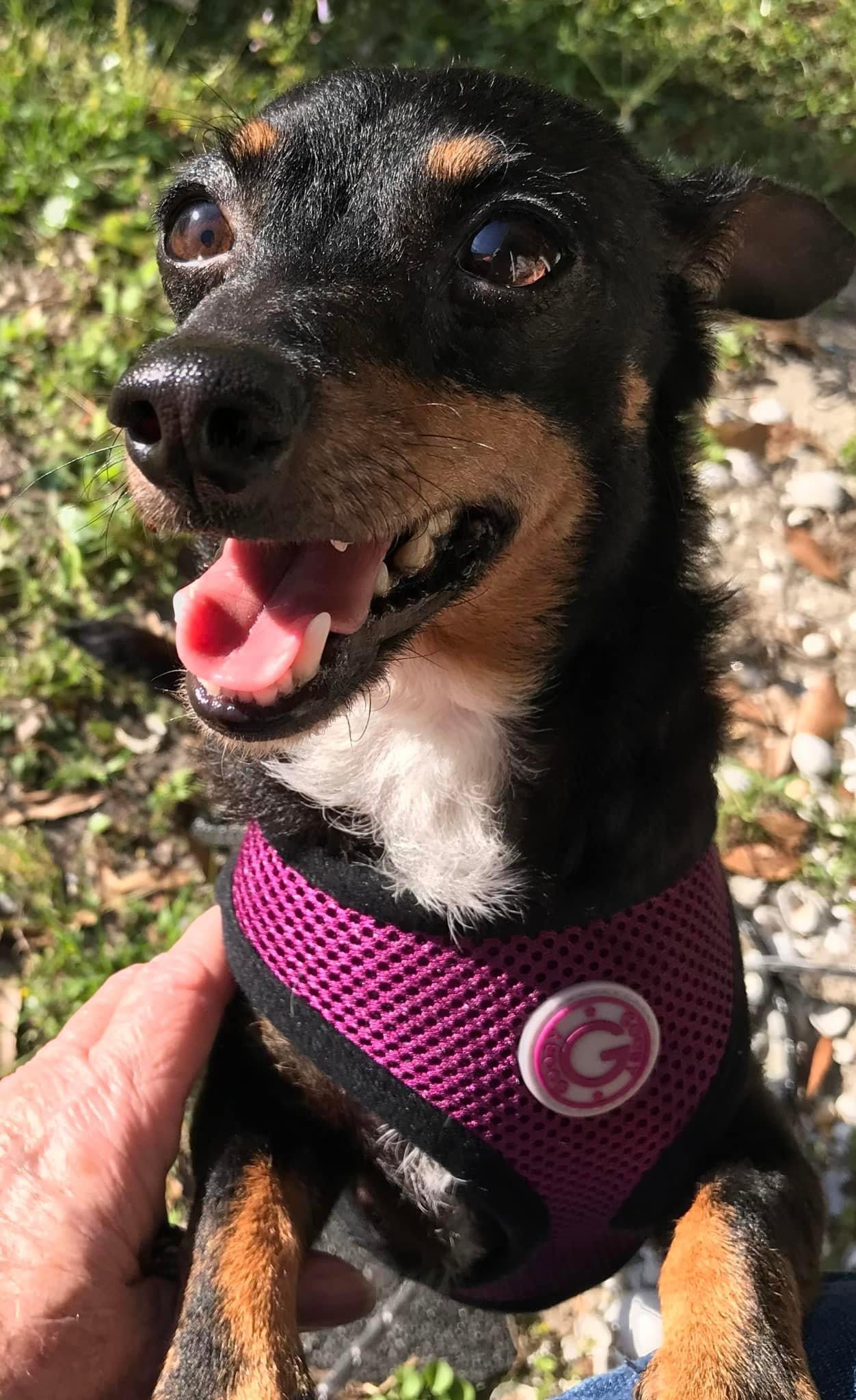 Dog for Adoption - Sammy Joe, a Chihuahua in Saucier, MS | Alpha Paw