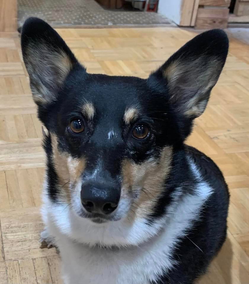 Dog for Adoption - Molly, a Welsh Corgi in D Iberville, MS | Alpha Paw