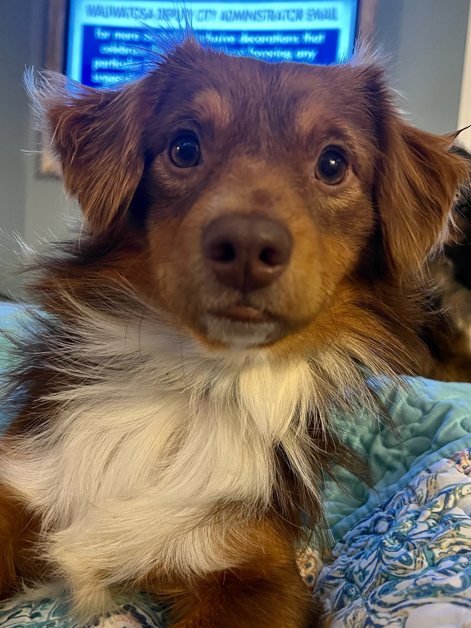 Dog adoption in Gulfport, MS 39503: Dachshund / Papillon / Mixed Dog ...