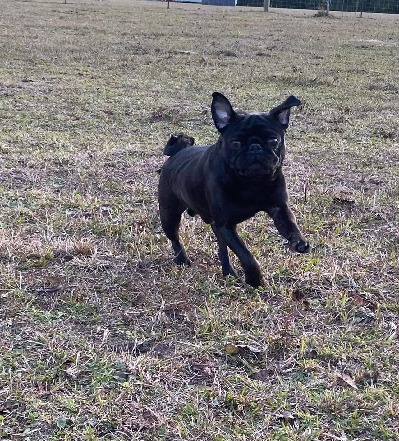 Dog for Adoption - Smokey, a Pug in Grand Bay, AL | Alpha Paw