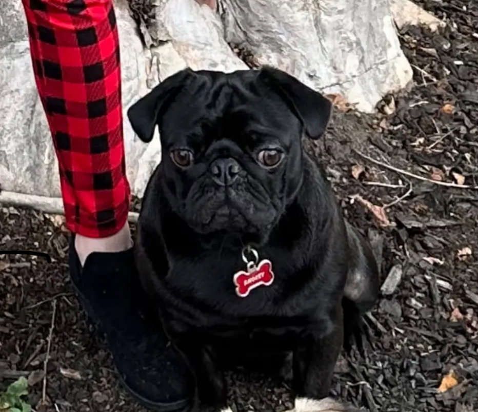 Dog for Adoption - Smokey, a Pug in Grand Bay, AL | Alpha Paw