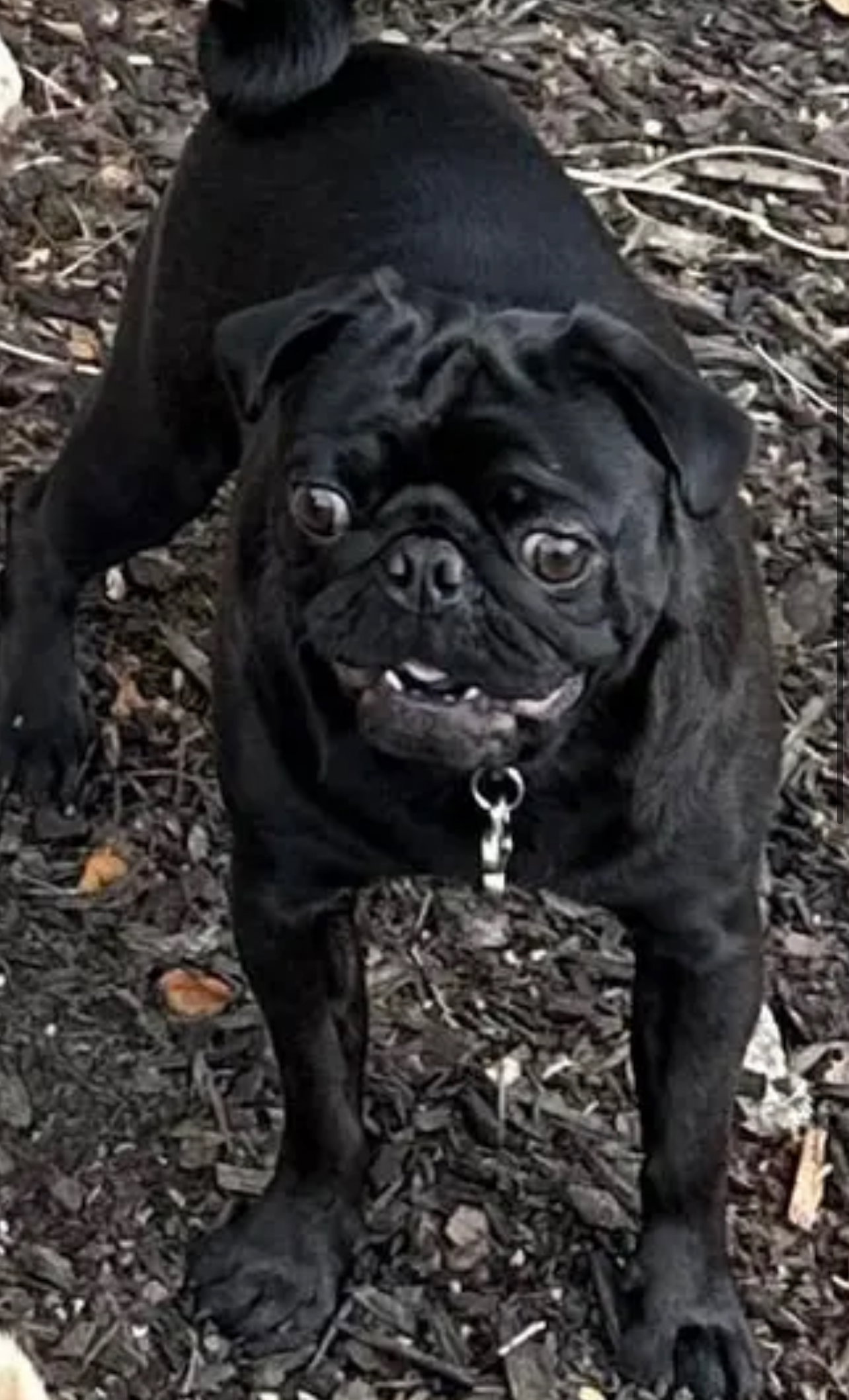 Dog for Adoption - Smokey, a Pug in Grand Bay, AL | Alpha Paw