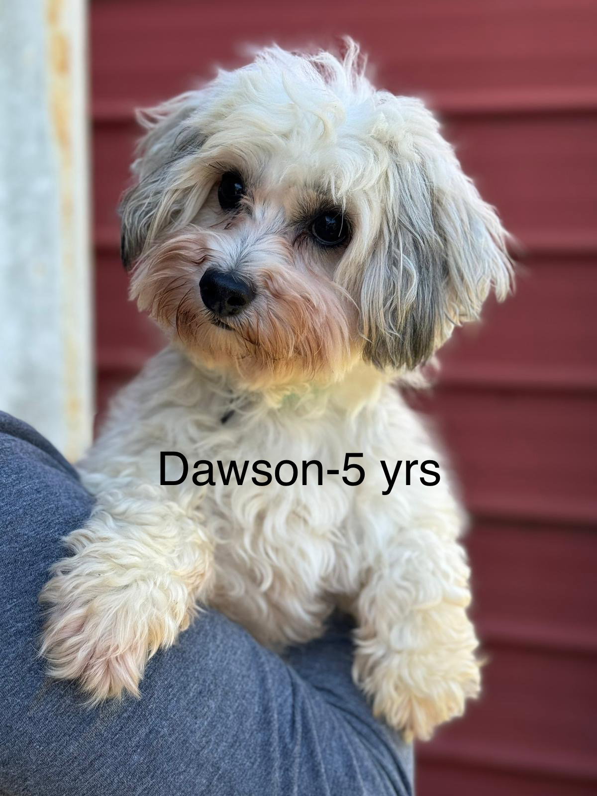 Dawson-Havanese's Web Page