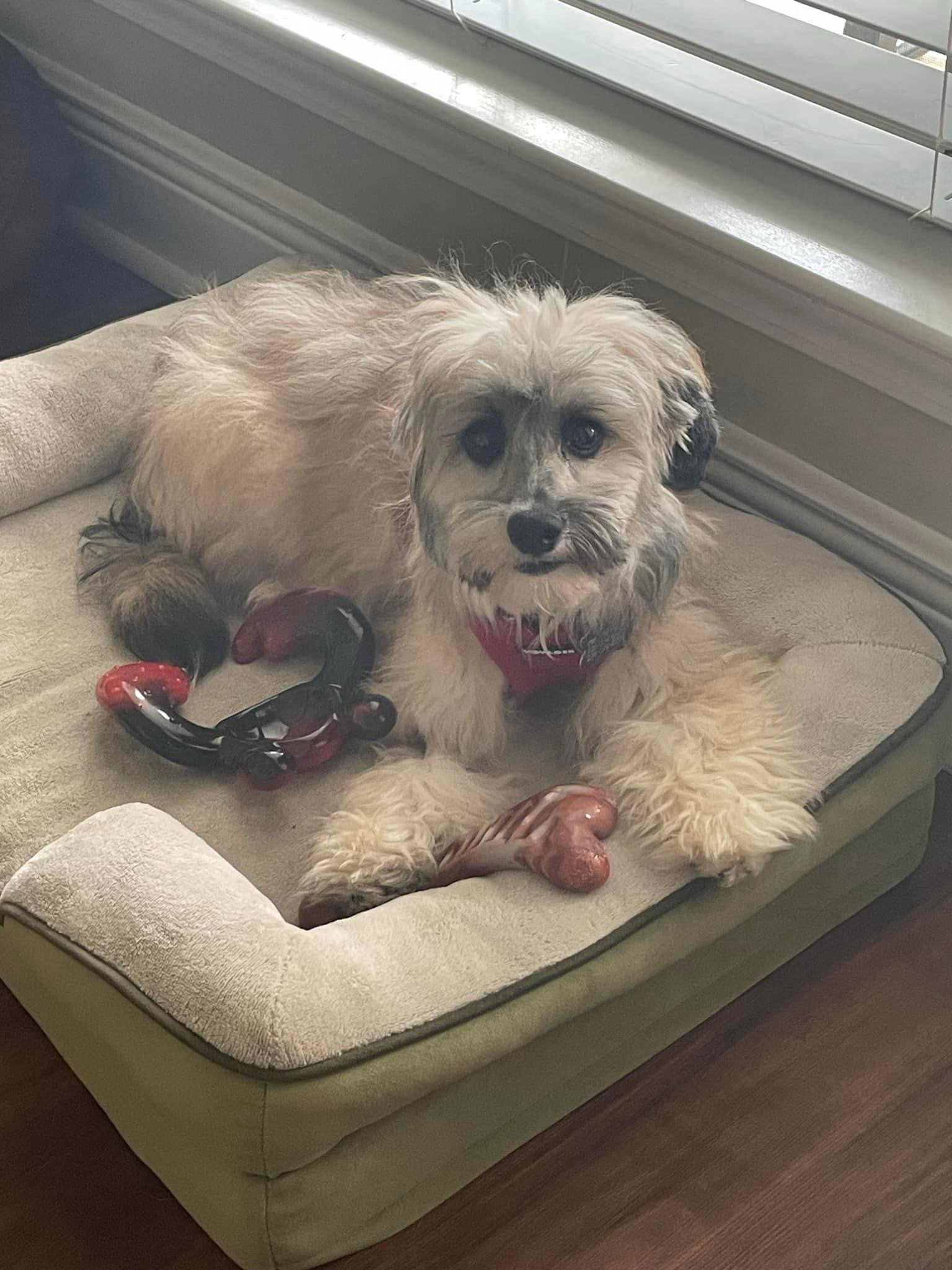 Dog for Adoption - Abby A, a Chinese Crested-Powder Puff in Biloxi, MS ...