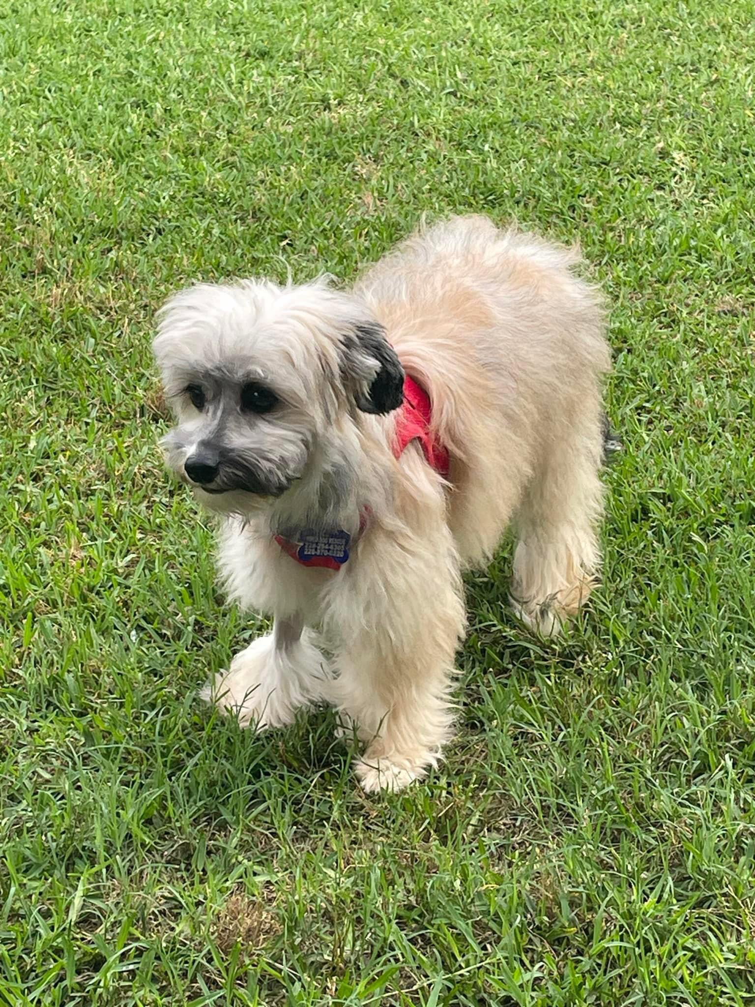 Dog for Adoption - Abby A, a Chinese Crested-Powder Puff in Biloxi, MS ...