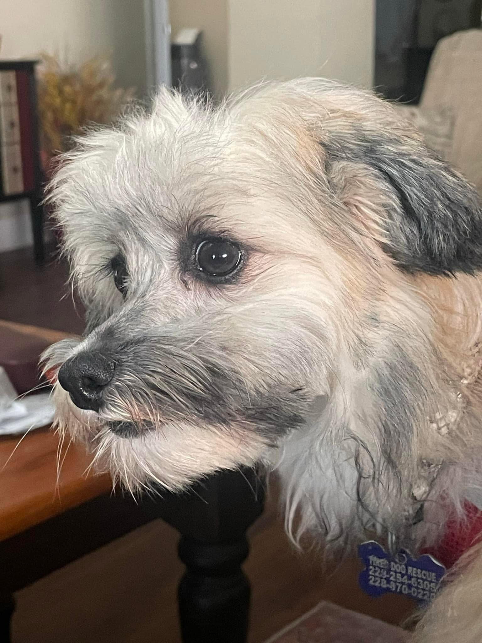 Dog for Adoption - Abby A, a Chinese Crested-Powder Puff in Biloxi, MS ...