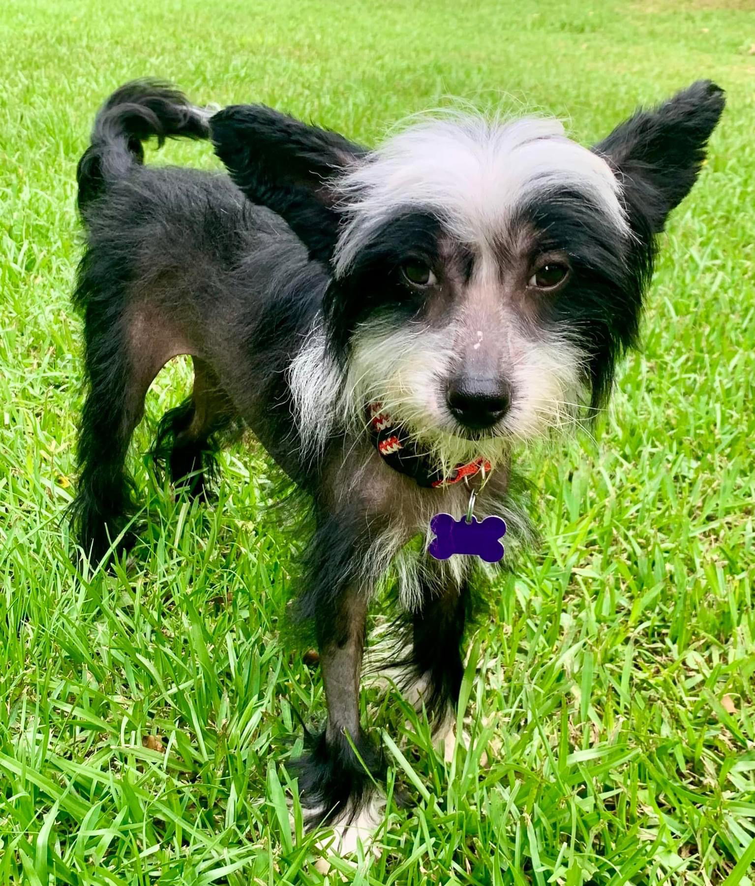 Dog for Adoption - Tony, a Chinese Crested-Powder Puff in Jackson ...