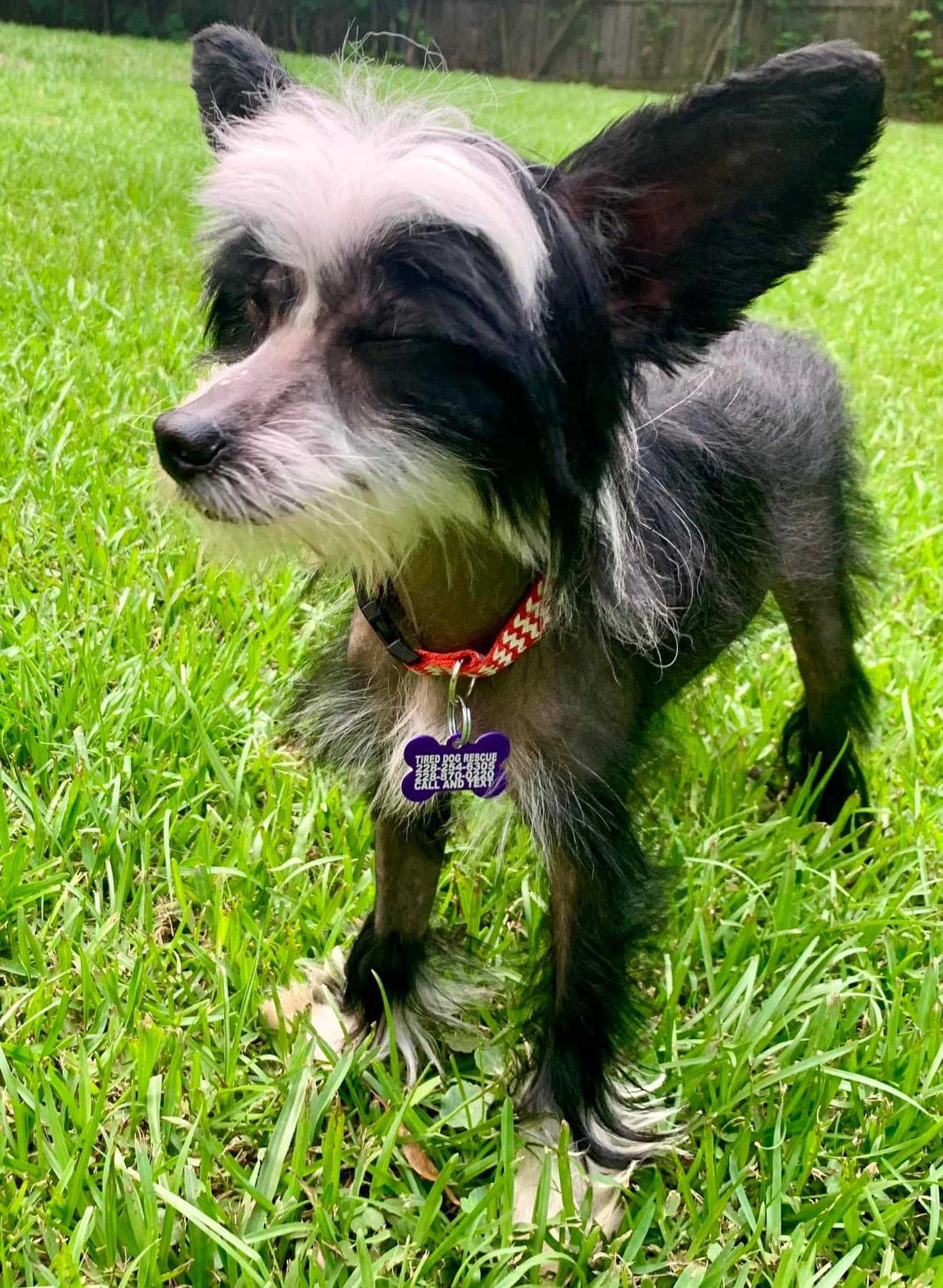 Dog for Adoption - Tony, a Chinese Crested-Powder Puff in Jackson ...