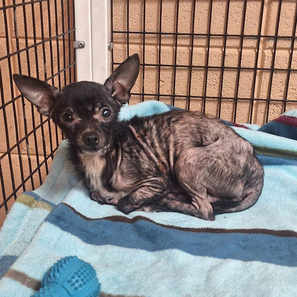 Dog for Adoption - Macho Pico, a Chihuahua in Slidell, LA | Alpha Paw