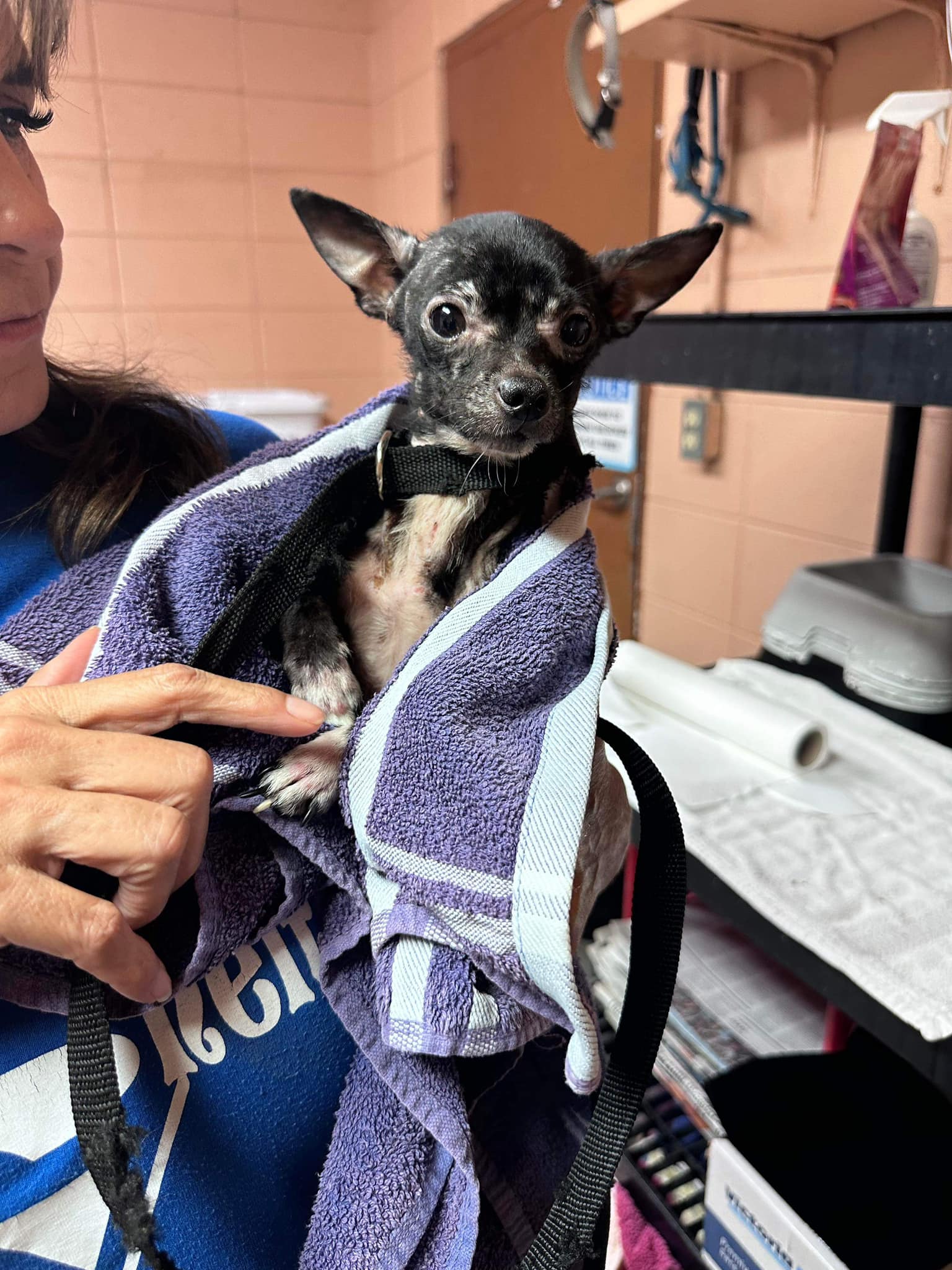 Dog for Adoption - Macho Pico, a Chihuahua in Slidell, LA | Alpha Paw