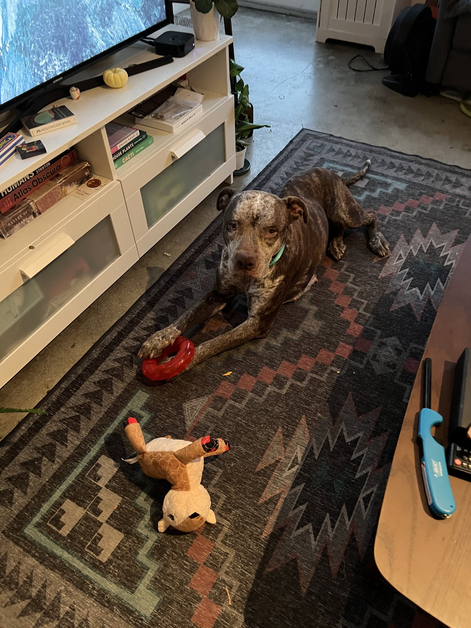 Dog for Adoption - Patsy, a American Pit Bull Terrier in San Mateo ...
