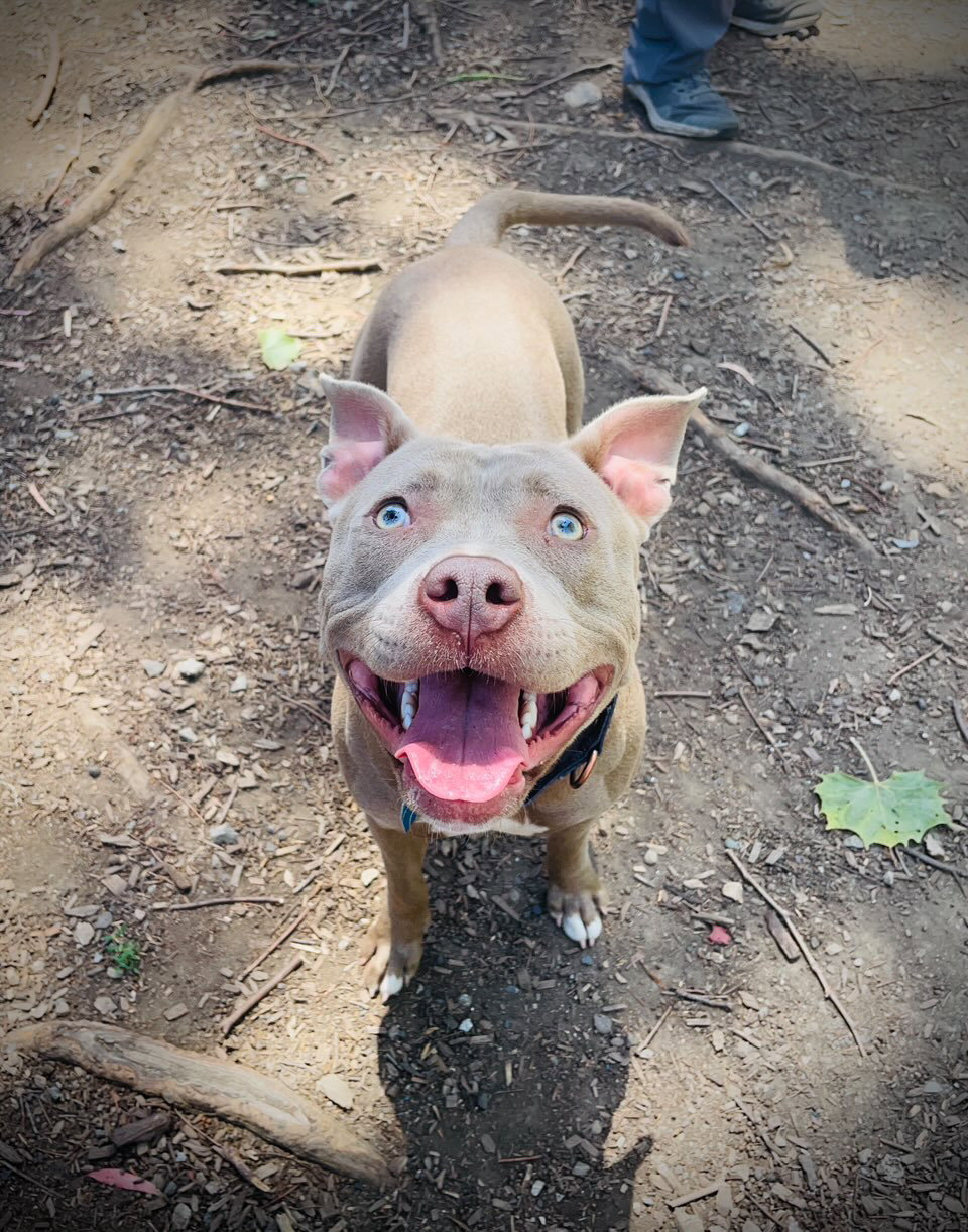 Dog for Adoption - Simi, a American Pit Bull Terrier in Marin County ...