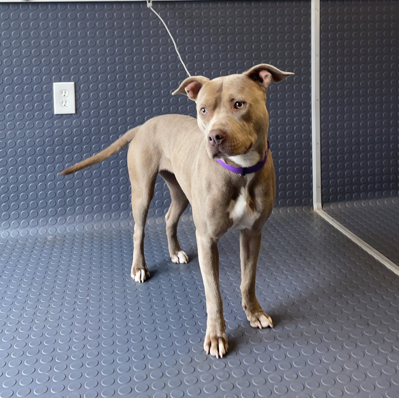 Dog for Adoption - Simi, a American Pit Bull Terrier in Marin County ...
