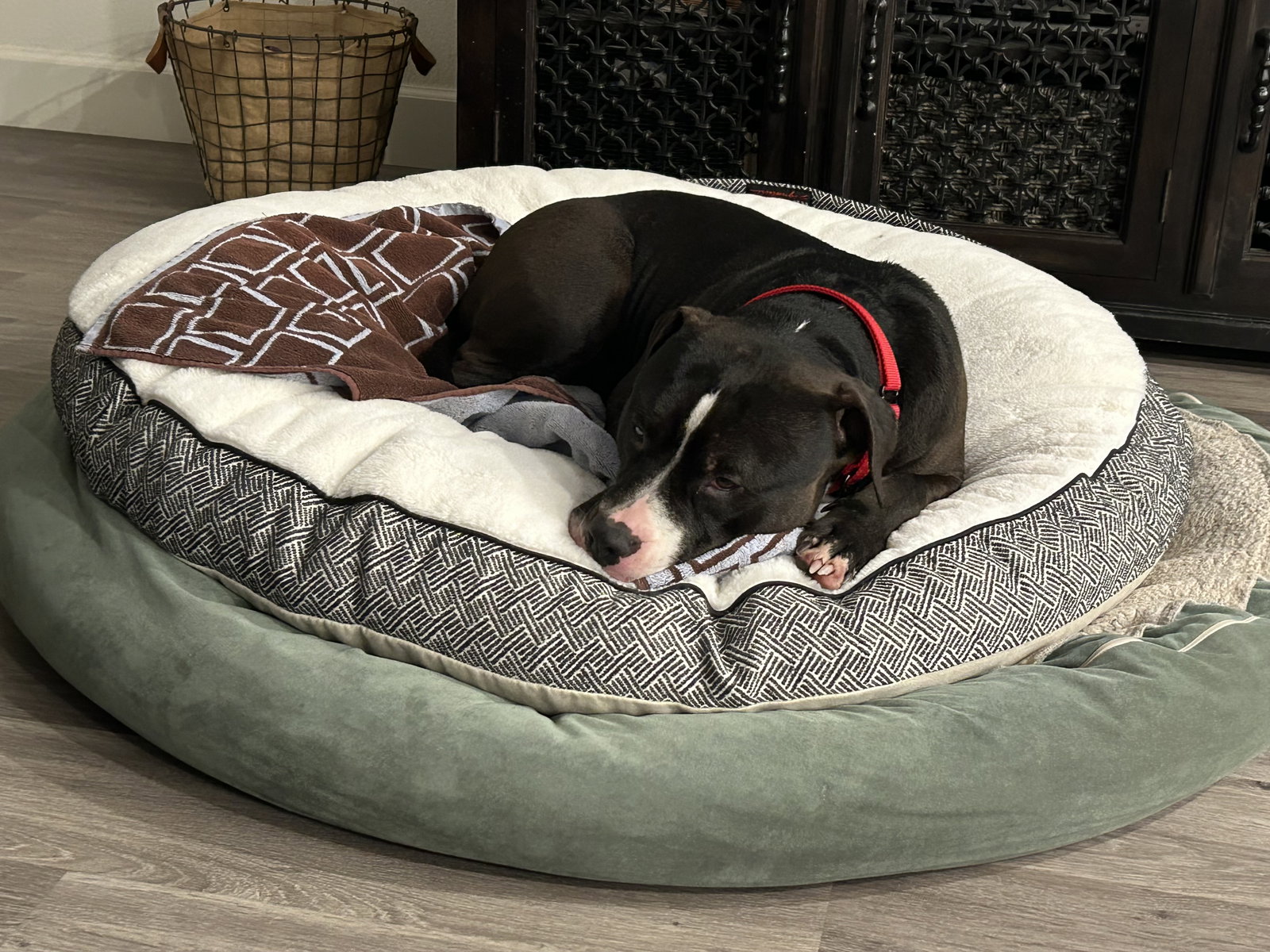 Dog for Adoption - Kaiser, a American Pit Bull Terrier in San Mateo, CA ...