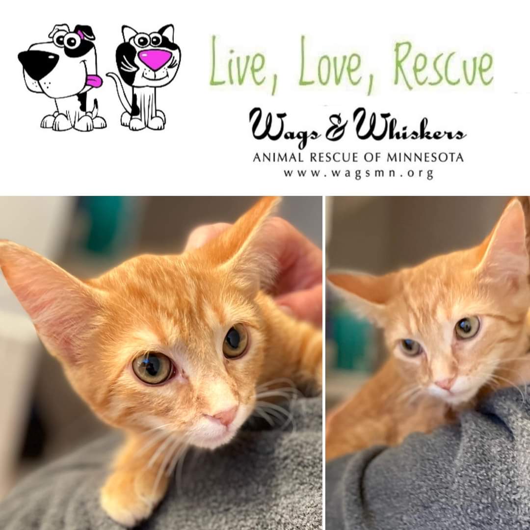 Cats for Adoption in Pine Island, Minnesota | Alpha Paw