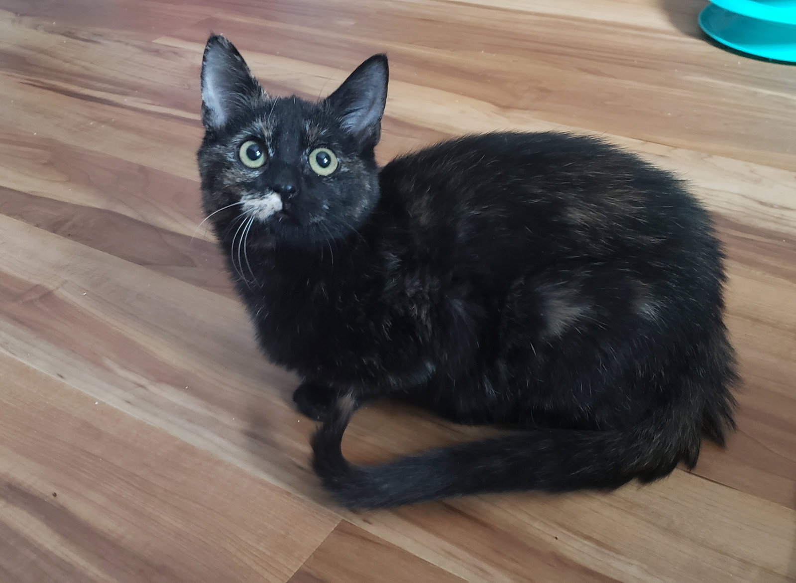 Cats for Adoption in Steele County, Minnesota | Alpha Paw