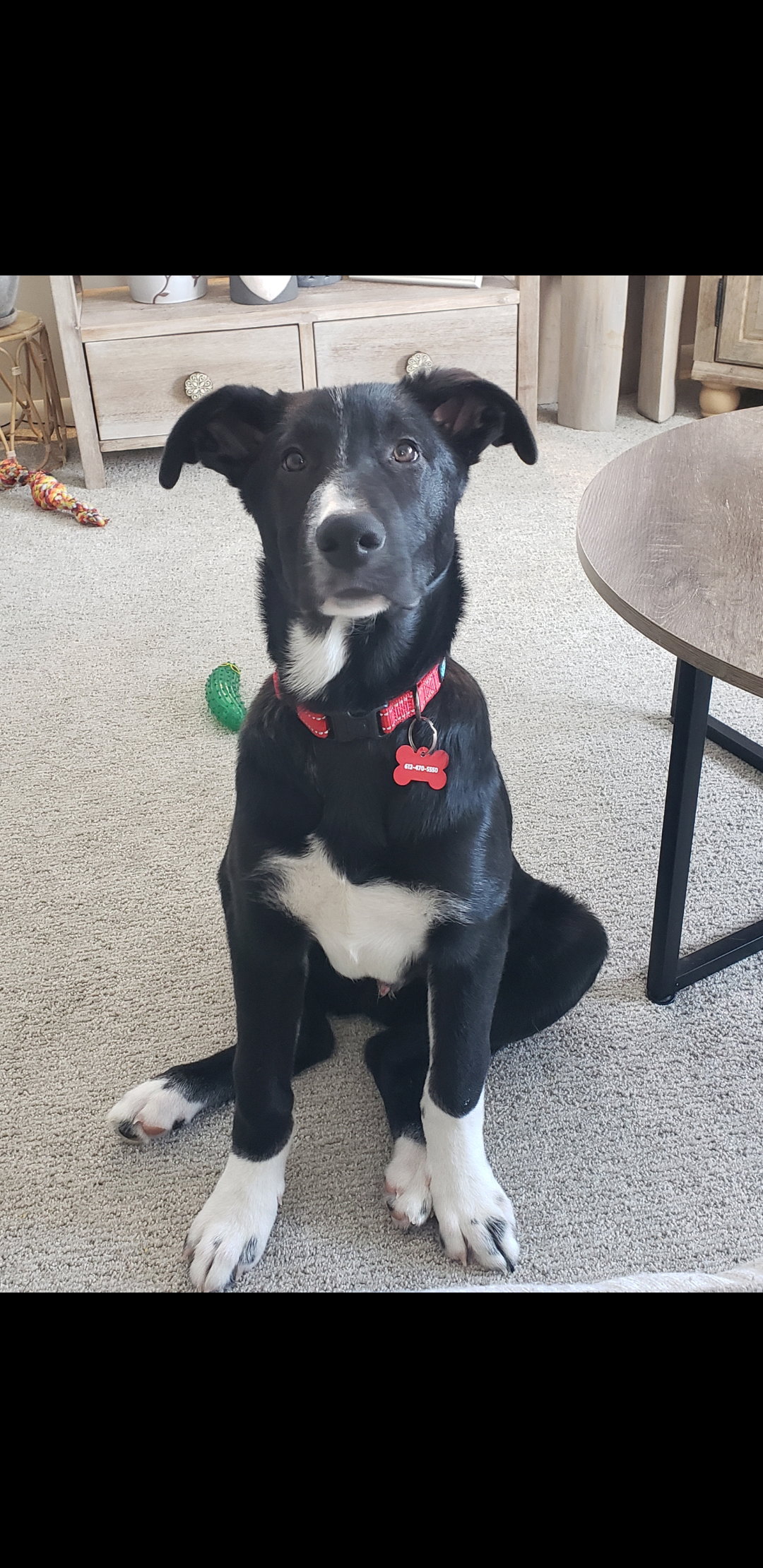 Dog for Adoption - Shadow D5772, a Labrador Retriever in Pepin County ...