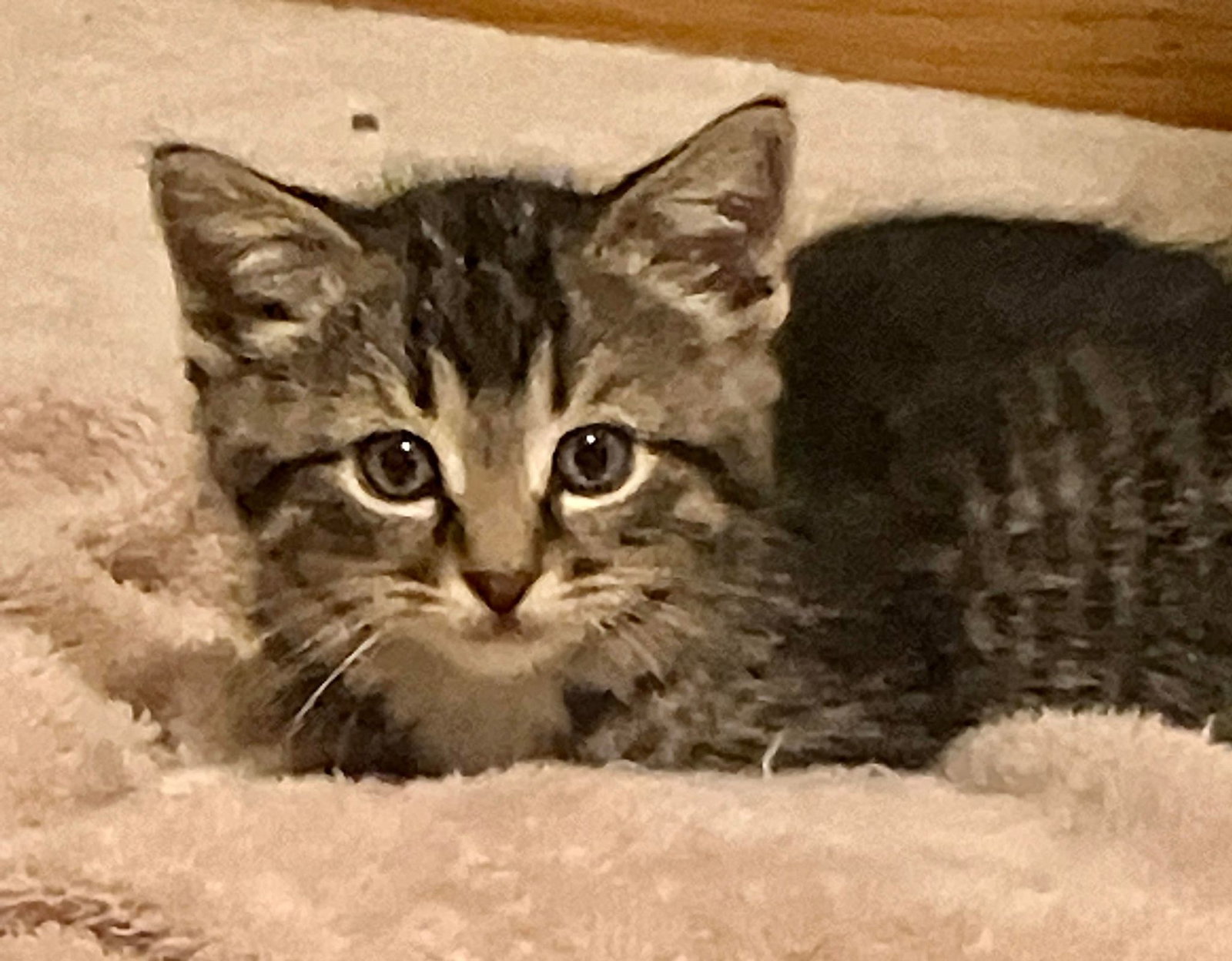 Cats for Adoption in Dodge Center, Minnesota | Alpha Paw