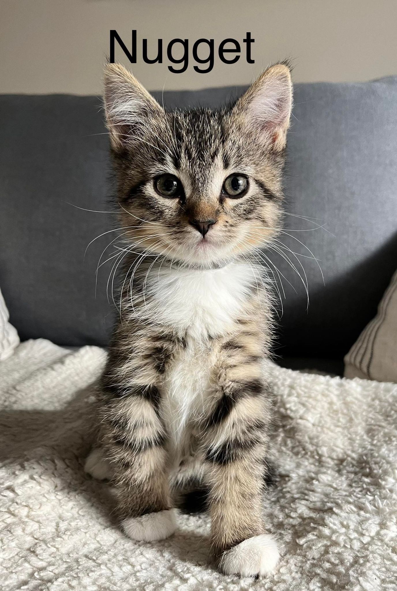 Cats for Adoption in Dodge Center, Minnesota | Alpha Paw