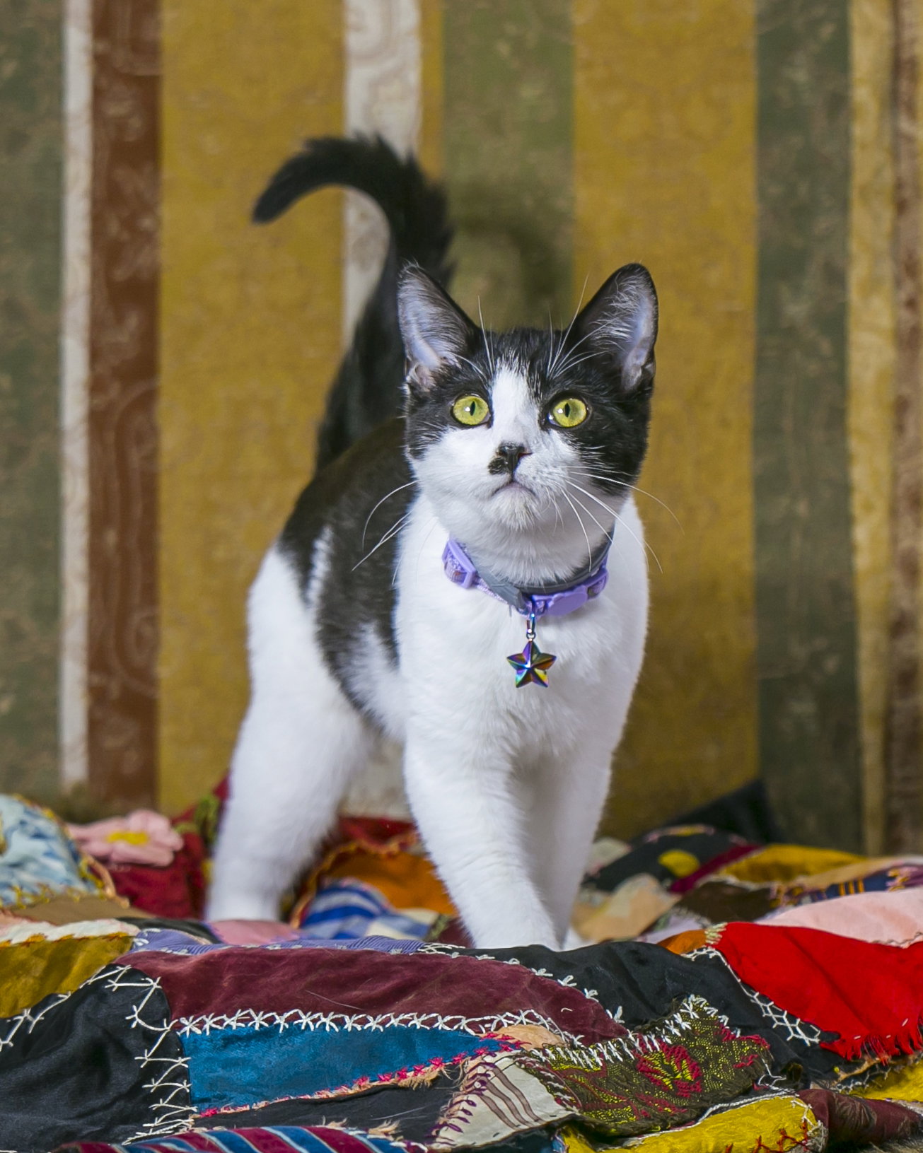Cat adoption in Farmington, MN 55024: Domestic Short Hair / Mixed Cat ...