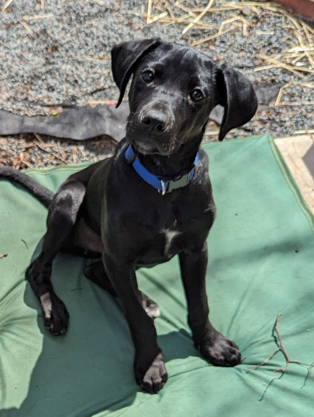 Dog adoption in Farmington, MN 55024: Labrador Retriever / Mixed Dog ...