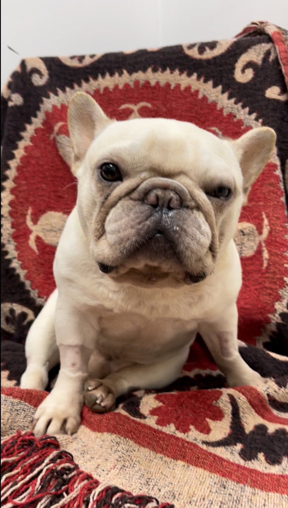 Dog for Adoption - Niko, a French Bulldog in Southwest Ranches, FL ...