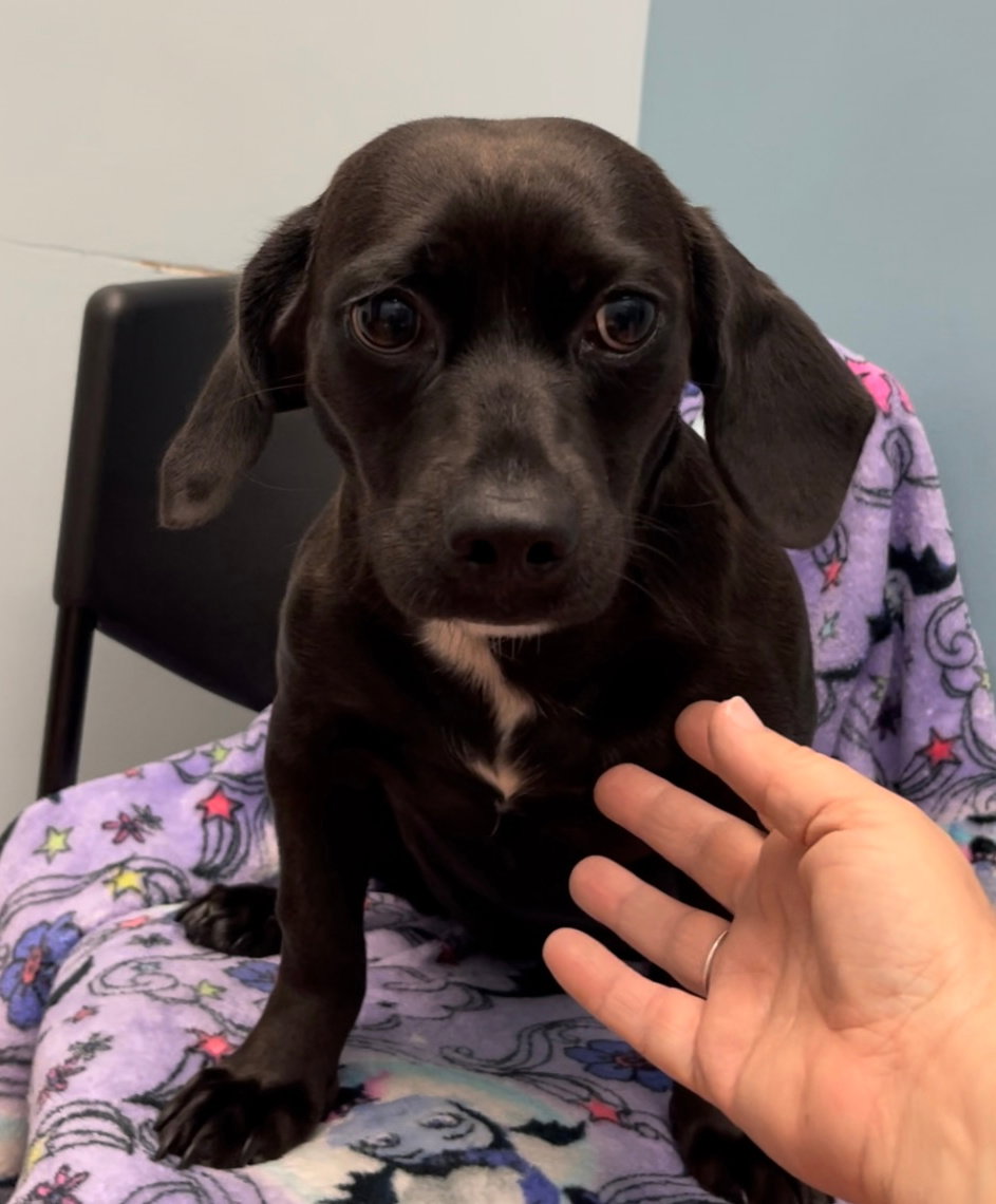 Dog for Adoption - Marnie, a Dachshund in Dania Beach, FL | Alpha Paw