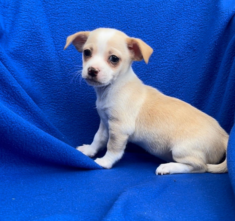 Dog for Adoption - Winnie, a Dachshund in Sweetwater, FL | Alpha Paw
