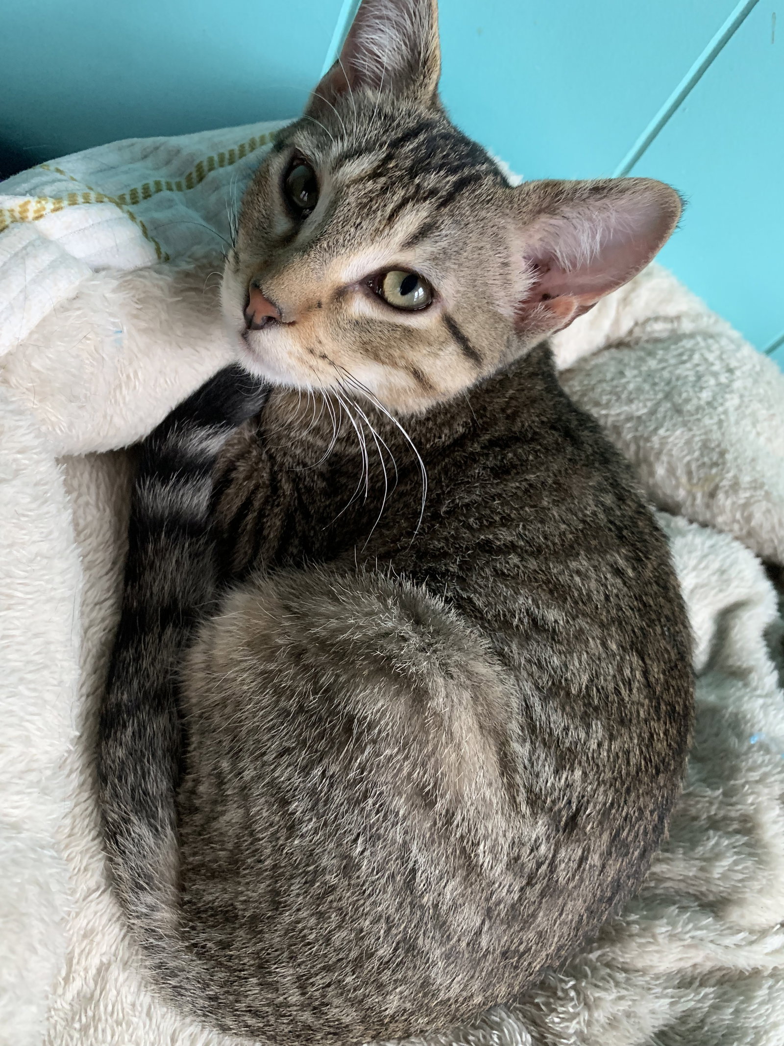 Cats for Adoption in Crete, Illinois | Alpha Paw