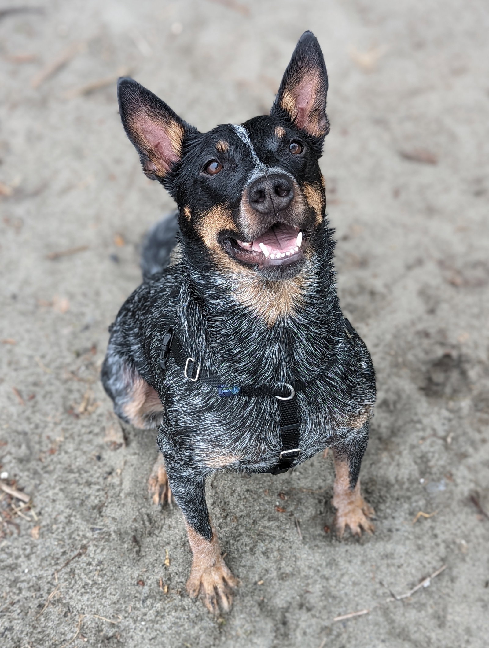 Dog for Adoption - Blaze - Stunning Heeler, a Australian Cattle Dog ...