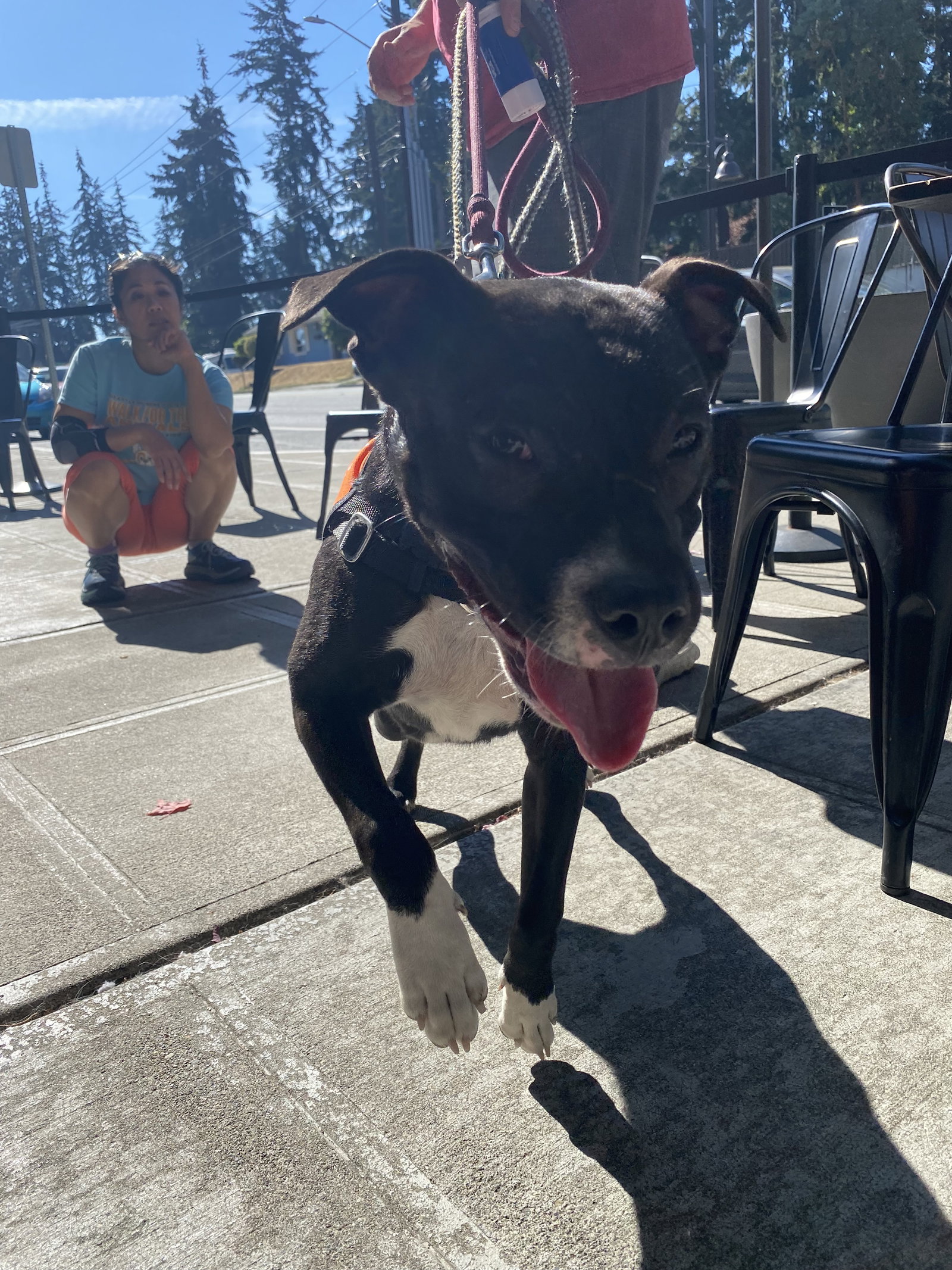 Dog for Adoption - Zuma - Squiggly Pup Cutie, a Labrador Retriever in ...