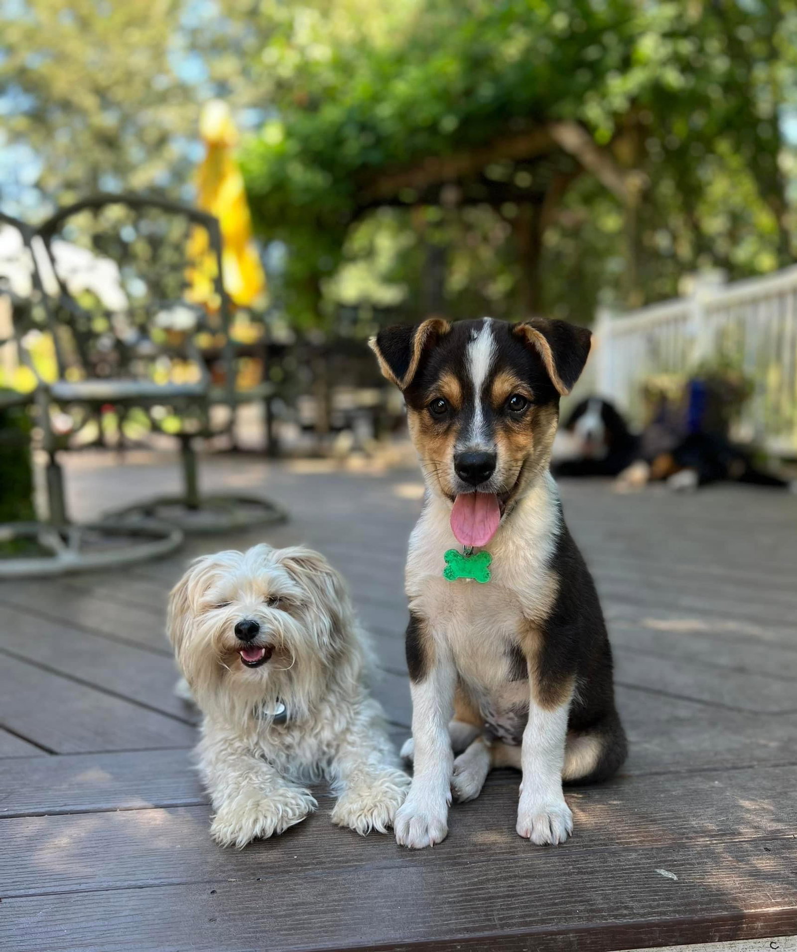 Dog for Adoption - Kip - Pure Puppy Love, a Australian Cattle Dog/Blue ...