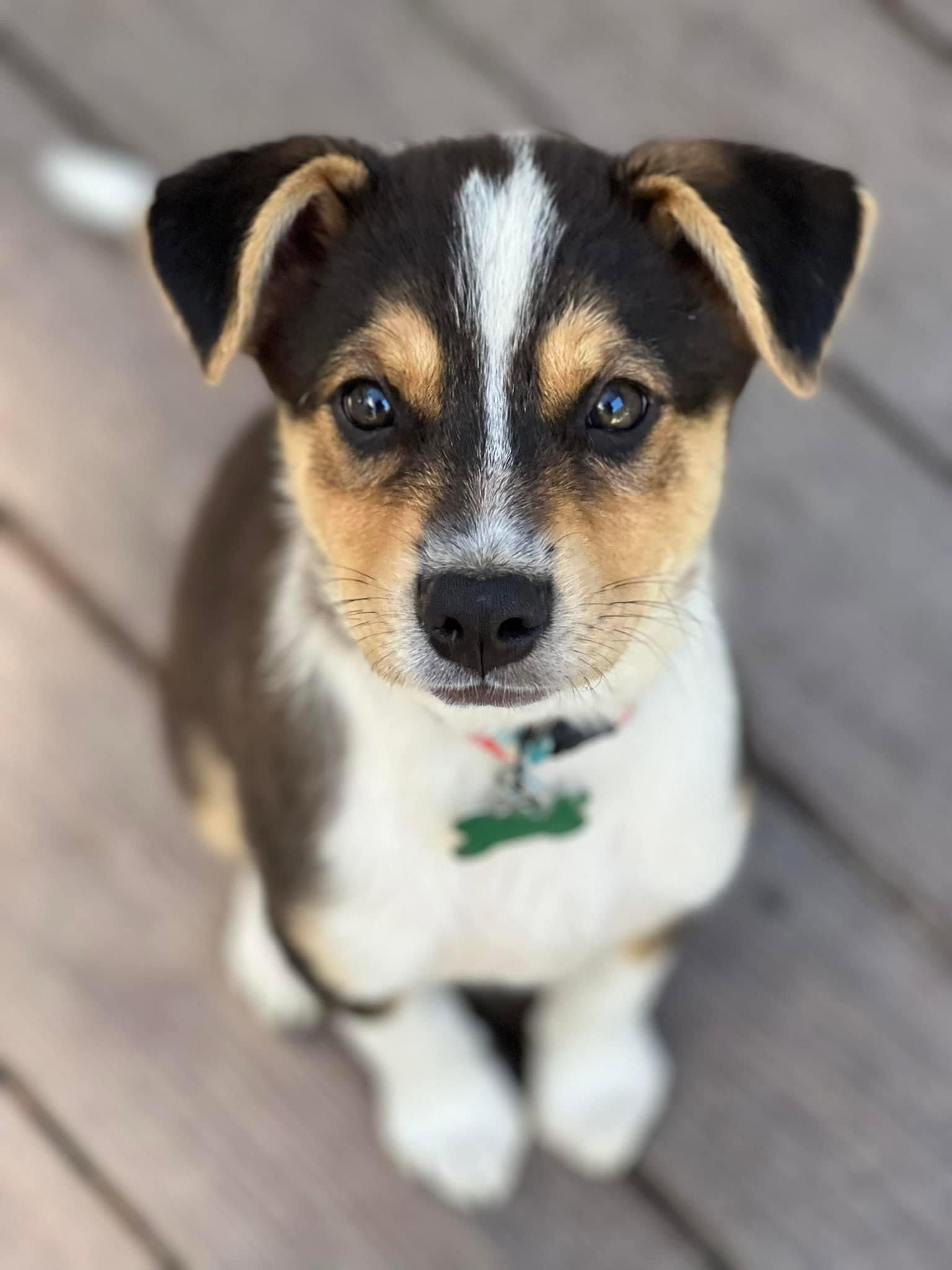 Dog for Adoption - Kip - Pure Puppy Love, a Australian Cattle Dog/Blue ...