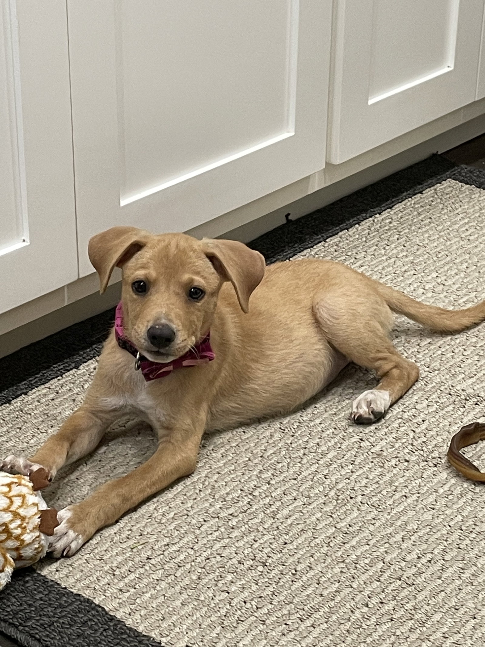 Dog for Adoption - Pippy - Cutest Puppy!, a Chihuahua in Thurston ...